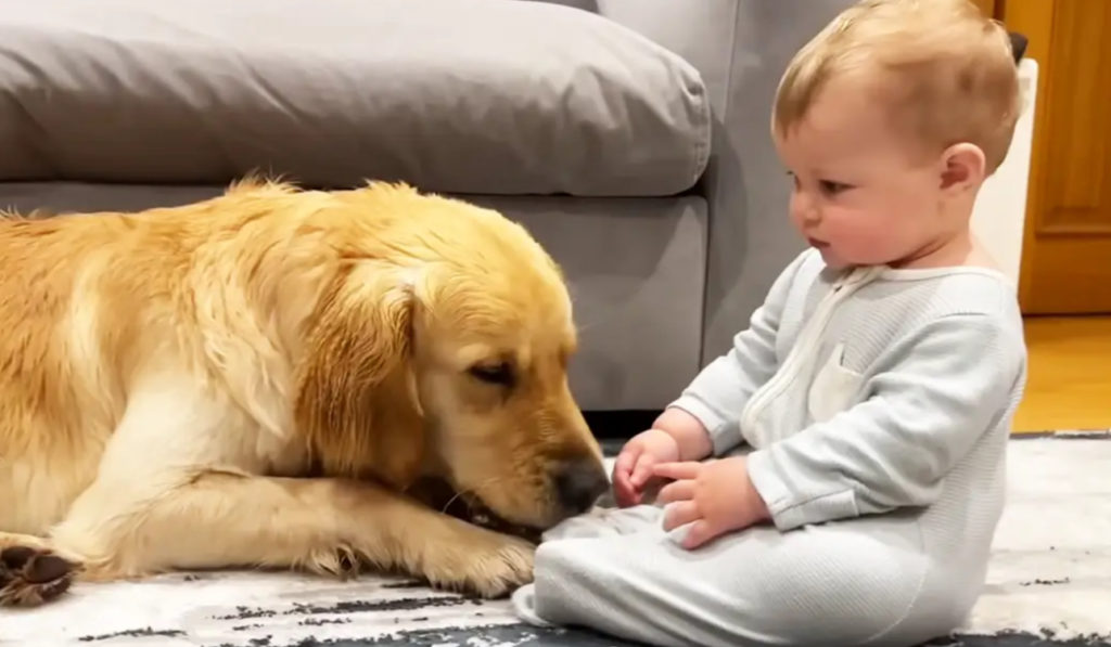 14M Watch as Sweet Golden Retriever Apologizes with Kisses After Making ...